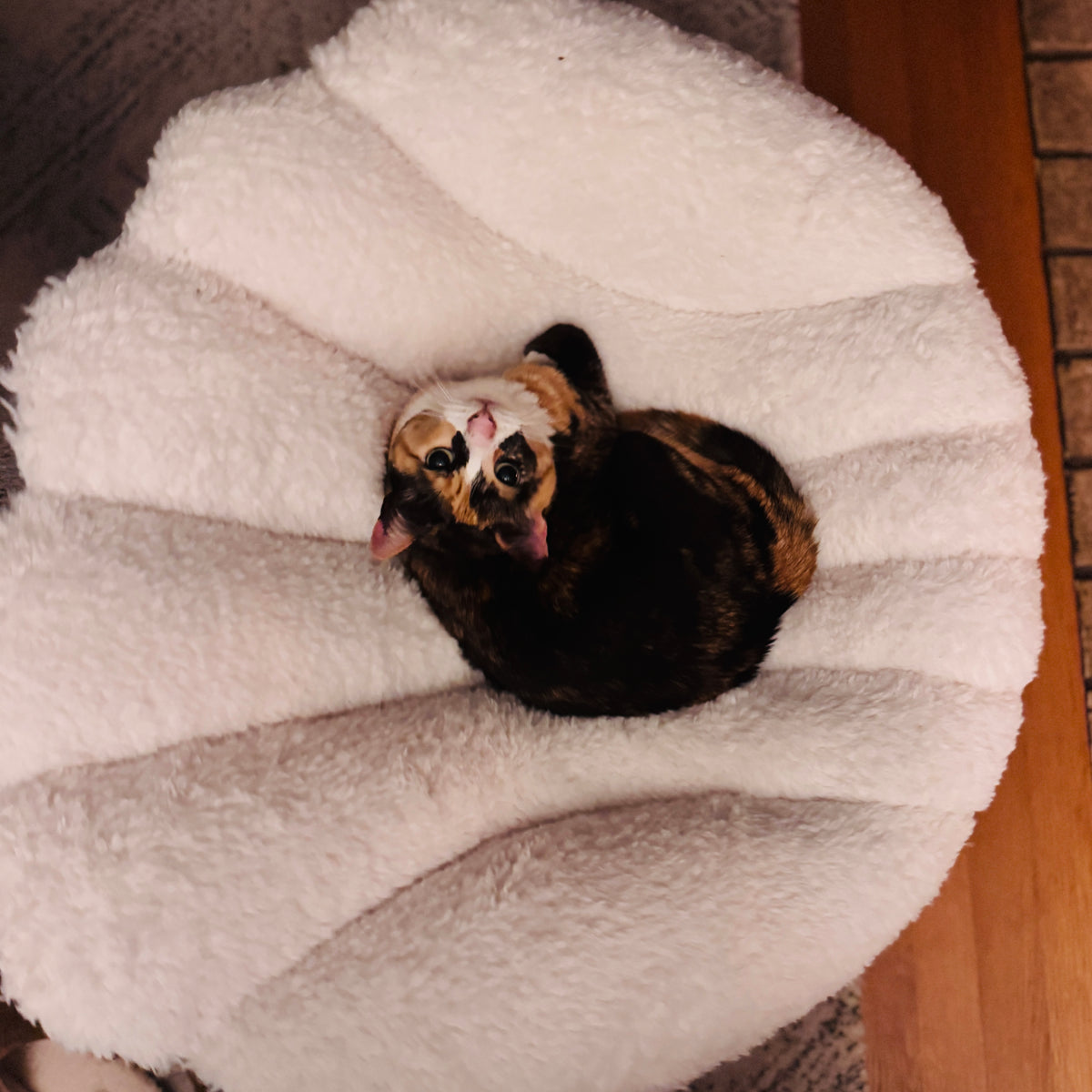 Tavo Pets Shell Pet Bed & Swaying Lounger | Posh Baby
